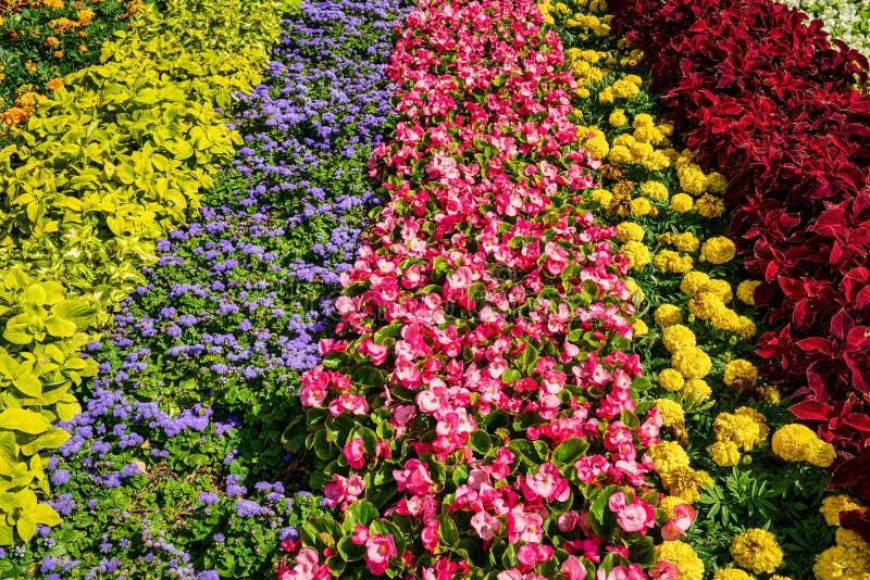 Colorful Flower Bed with Blooming Flowers. Stock Image - Image of ...
