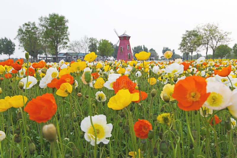 Flower in the Garden with Windmill Stock Image - Image of windmill ...
