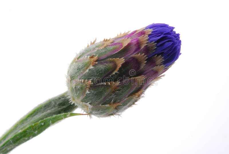 Colorful Flower Petals stock image. Image of petals, petal - 5516815