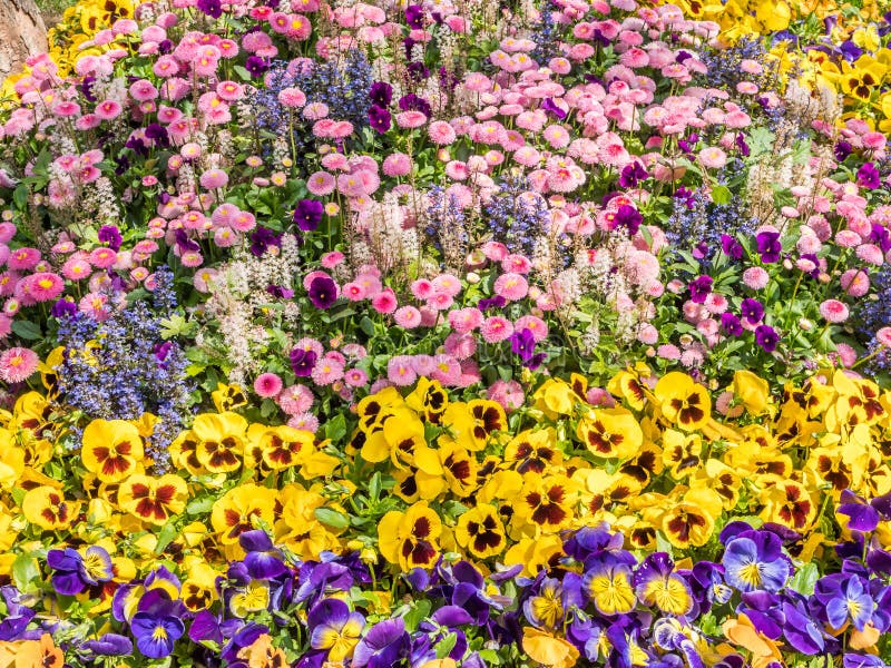 Colorful Flower Carpet in Spring Stock Photo - Image of beauty, spring ...