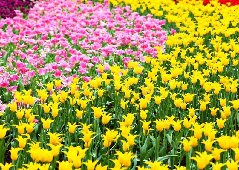 Colorful flower field stock image. Image of seasonal - 24491157