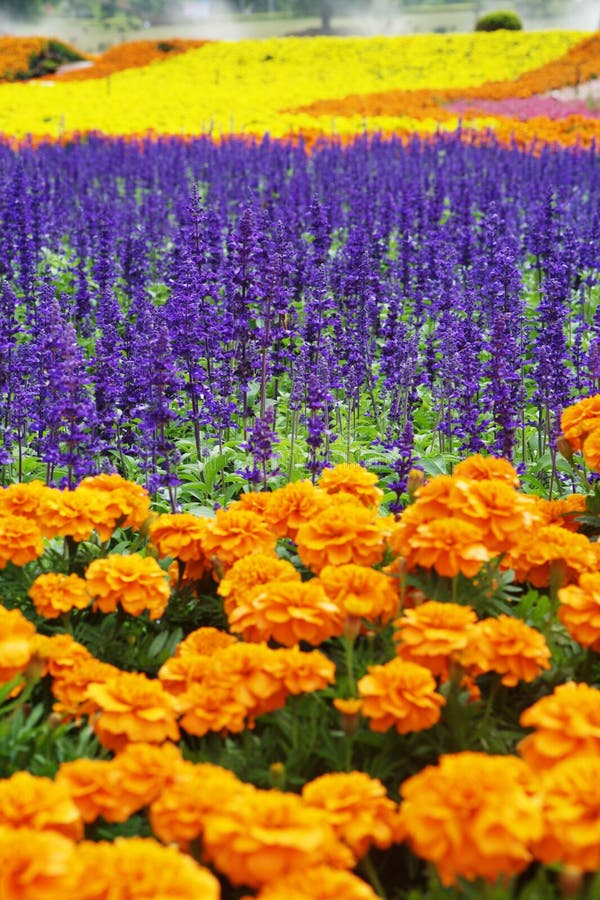 Colorful flower field stock image. Image of colorful - 29288565