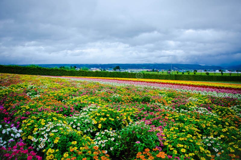 Colorful Flower field stock image. Image of flower, field - 44217379