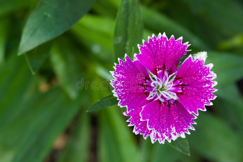 Colorful Flower Gar Den Green Background Stock Photos - Free & Royalty ...