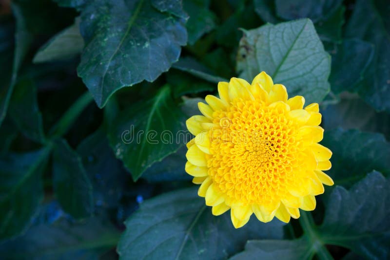 Colorful Flower Gar Den Green Background Stock Photos - Free & Royalty ...