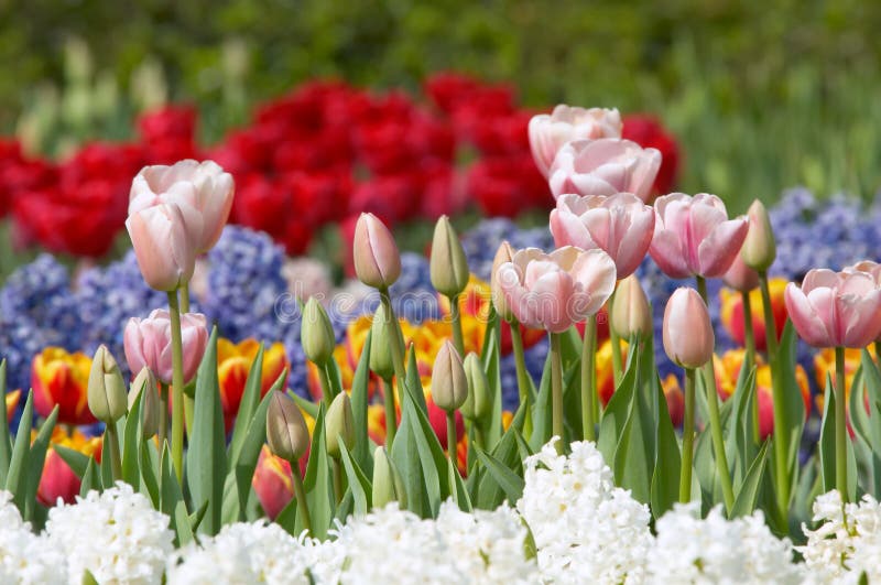 Colorful flower garden stock photo. Image of florist, floral - 2249196