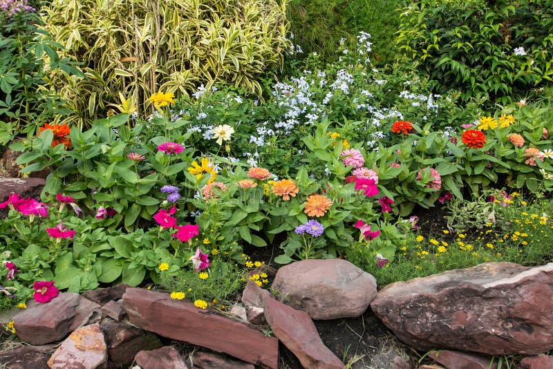 Colorful flower in garden stock photo. Image of nature - 48127058