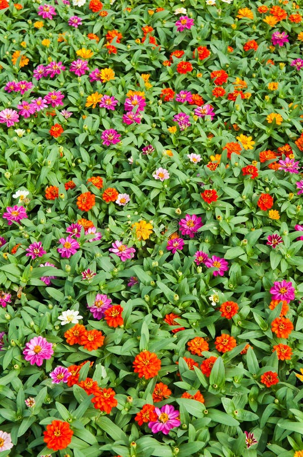 Colorful flower growing stock image. Image of fresh, meadow - 26825839