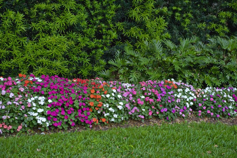 Colorful flower hedge stock image. Image of greenery, bloomed - 5019713