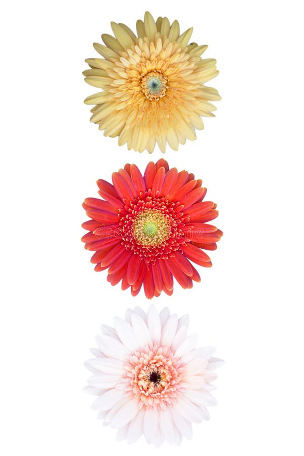 Colorful flower isolate stock image. Image of nature - 84149077