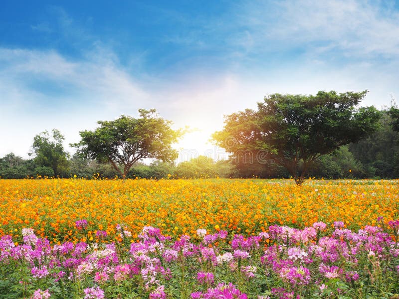 Colorful Flower Meadow and Blue Sky Stock Photo - Image of blue ...