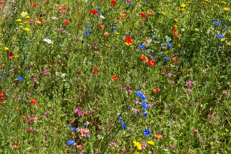 Colorful flower meadow stock photo. Image of fresh, grassland - 152235550