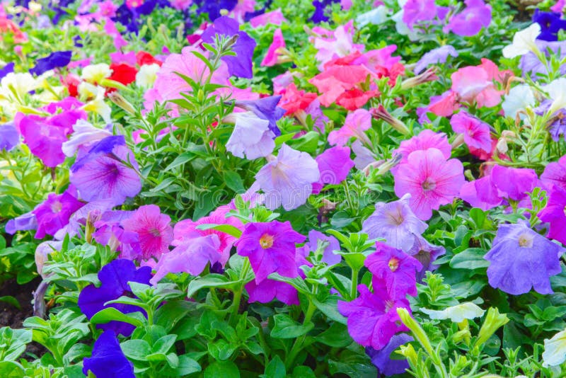 Colorful flower stock photo. Image of color, beauty, natural - 83522438