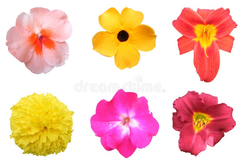 Six Petals Flower Stock Illustrations – 1,998 Six Petals Flower Stock ...