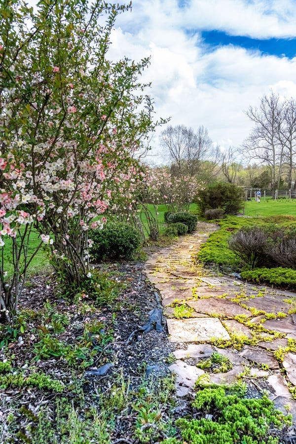 Colorful Flower Plants Along the Pathway Stock Photo - Image of tree ...
