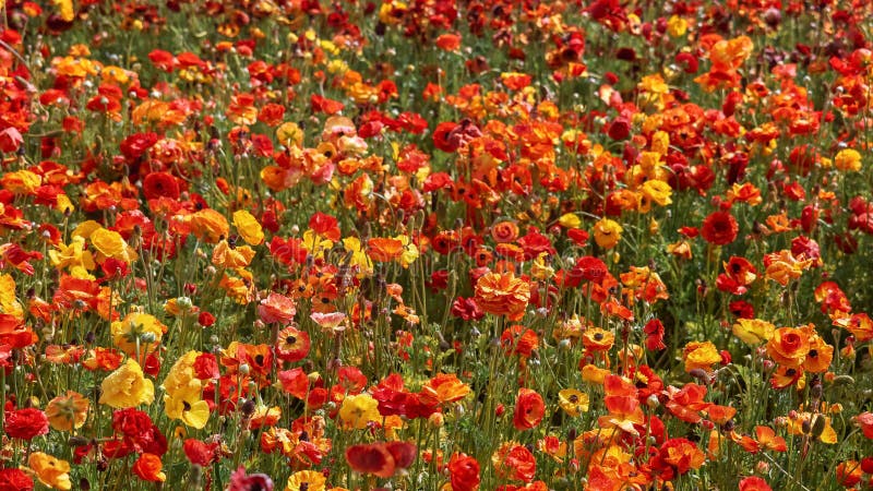Colorful Flower Plants at Carlsbad Flower Fields in California Stock ...