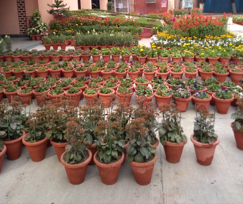 Colorful Flowers in Flower Pots Adorned on the Ground Editorial Image ...