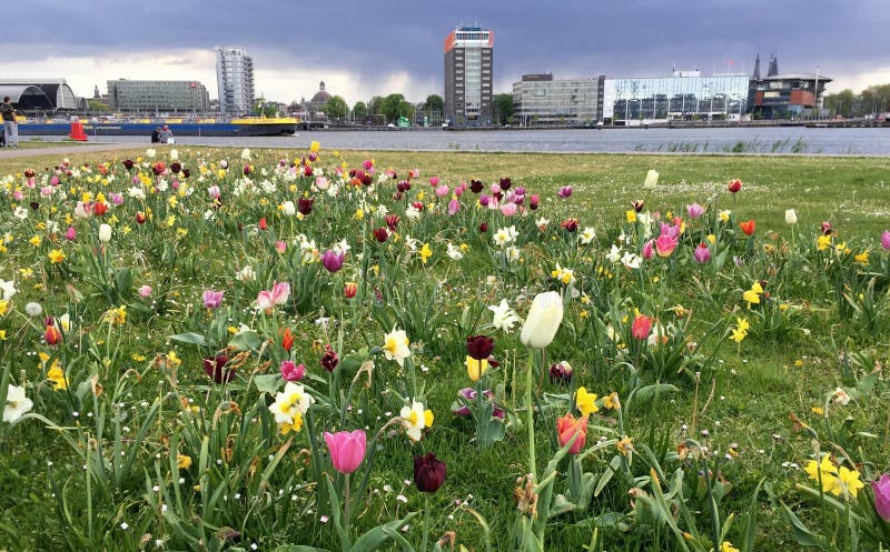 Colorful Flower in the Spring in Amsterdam the Netherlands Stock Photo ...