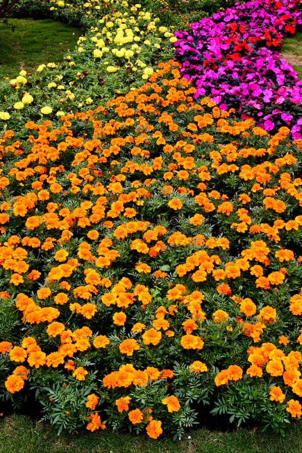 Colorful Flowerbed stock photo. Image of flowerbed, beauty - 12346630