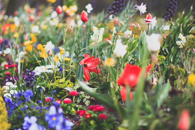 Colorful Flowerbed with Many Different Spring Flowers Stock Photo ...