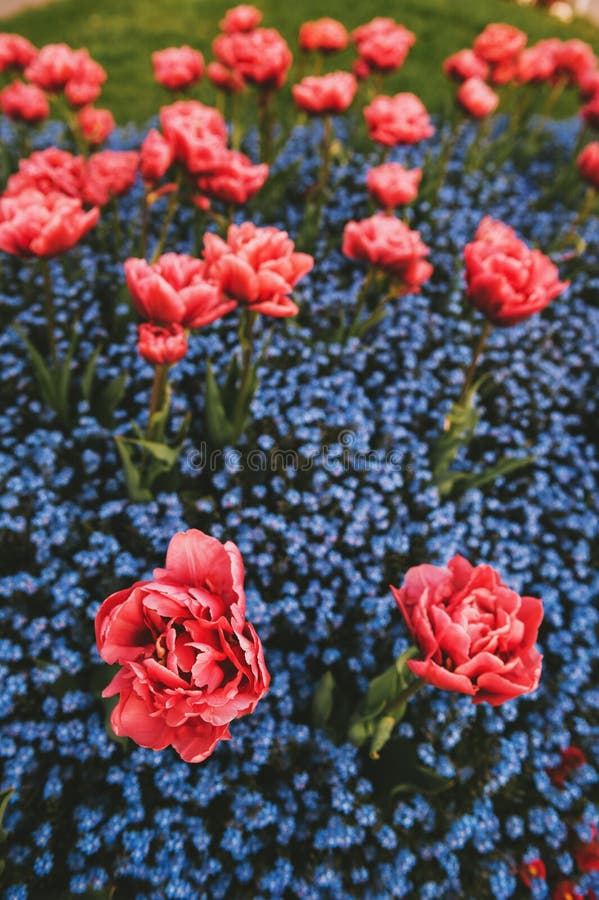 Colorful Flowerbed with Mixed Blue and Pink Flowers Stock Image - Image ...