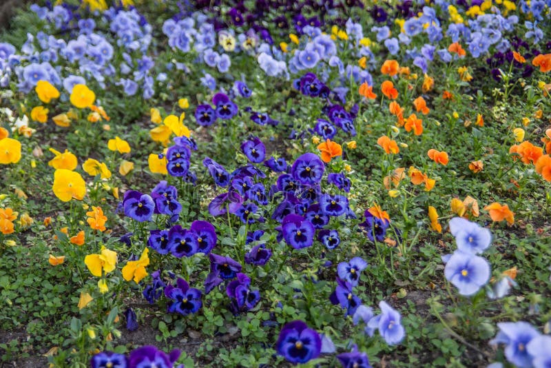 Colorful Flowering Primrose Field Stock Photo - Image of colored, green ...