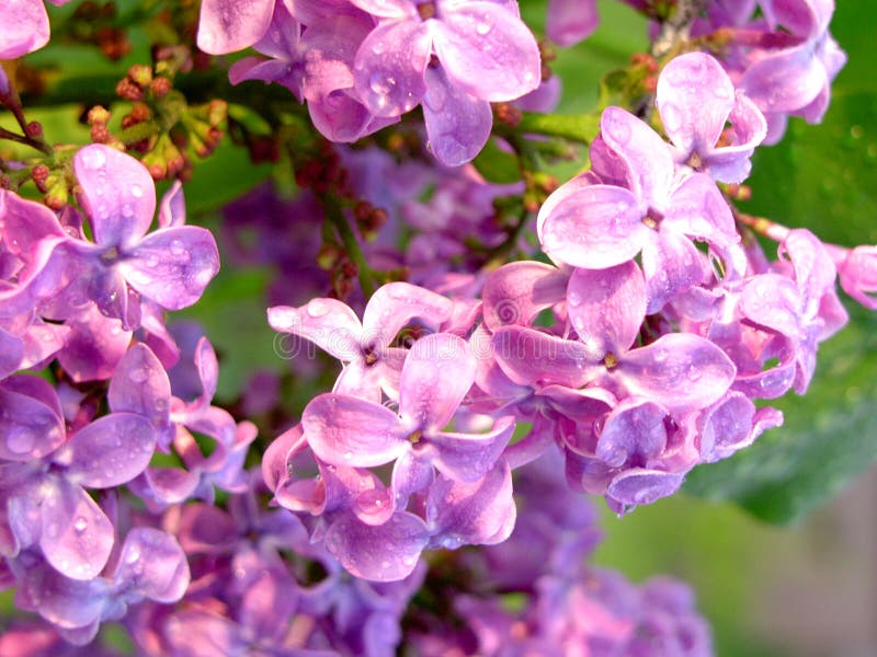 Colorful flowers stock image. Image of nature, colorful, drops - 4833