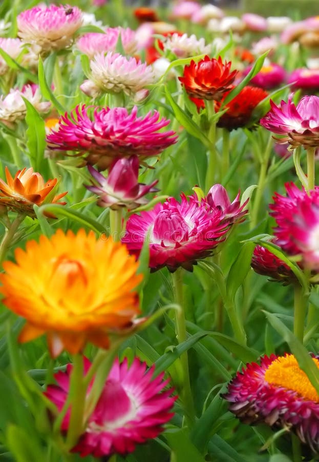 Colorful flowers stock image. Image of spring, efflorescency - 1274307