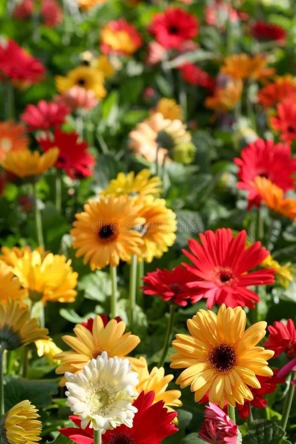 Colorful Flowers stock image. Image of spring, white, bloom - 4157081