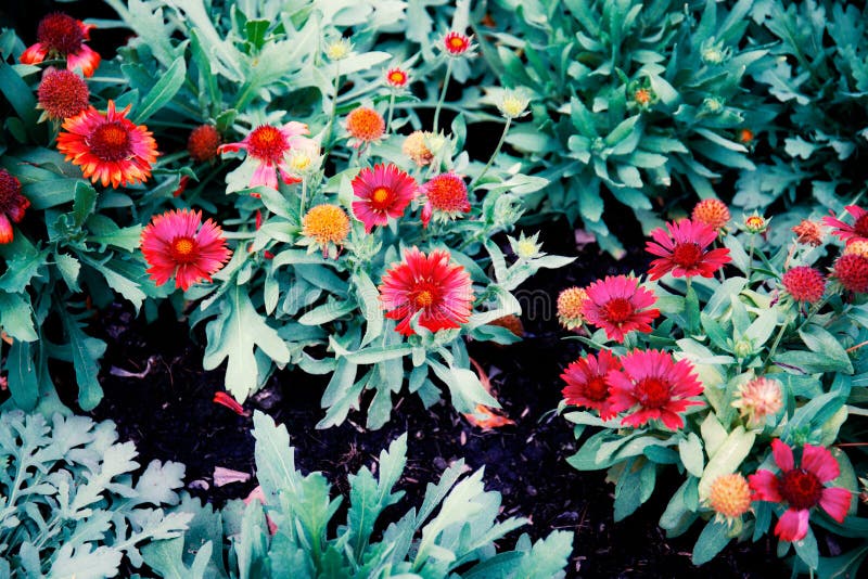 Colorful Flowers with Background Stock Image - Image of garden, outdoor ...