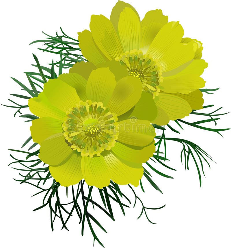 Colorful flowers in bloom stock illustration. Illustration of lime ...