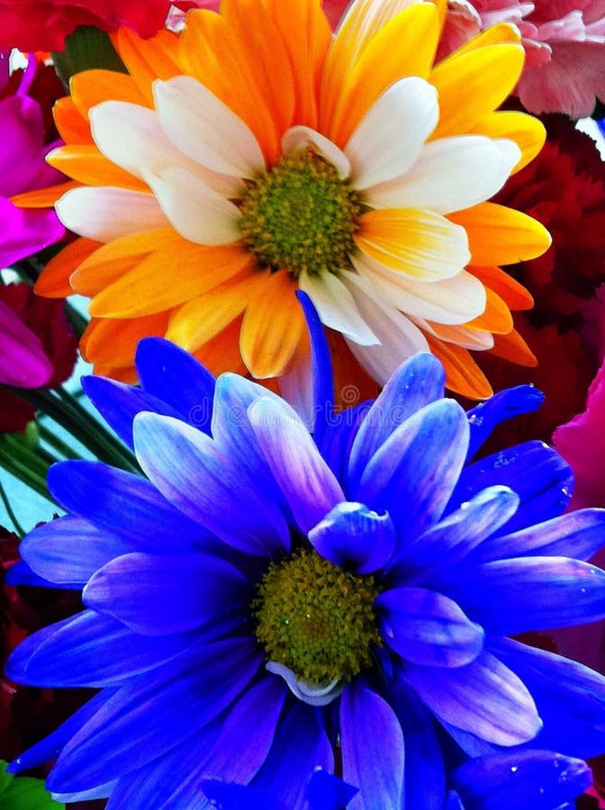 Colorful Flowers stock image. Image of flowers, bright - 48175865