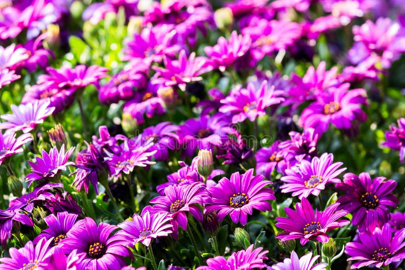 Colorful Flowers in Depth of Field. Stock Photo - Image of plant, light ...