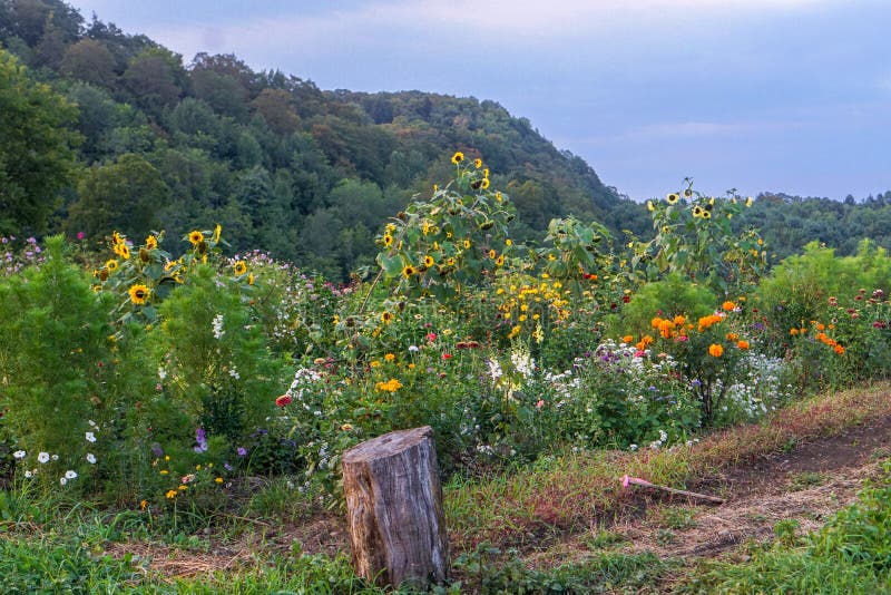 Colorful FLowers stock photo. Image of landscape, idyllic - 168091888
