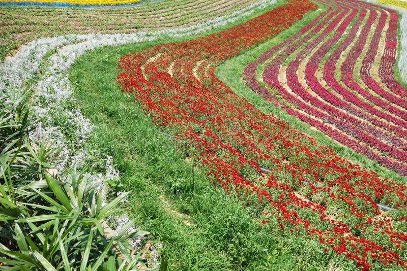 Colorful flowers field stock image. Image of crop, coloured - 31431785
