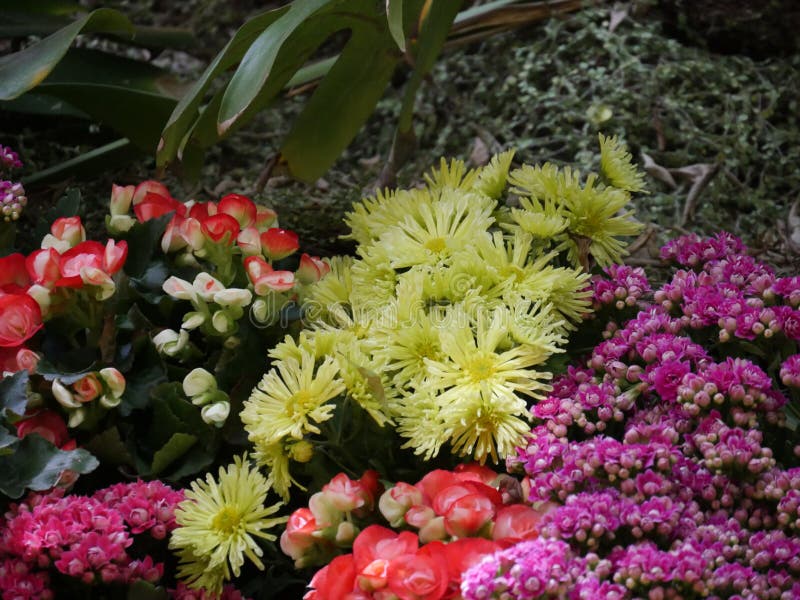 6,572 Colorful Assorted Flowers Stock Photos - Free & Royalty-Free ...