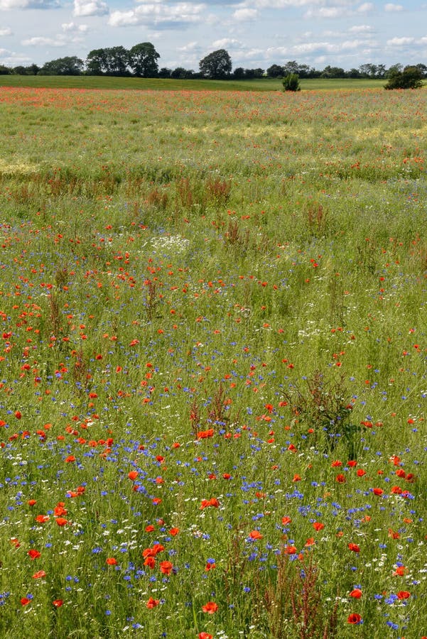 Colorful Flowers on a Green Meadow, Denmark Stock Image - Image of ...