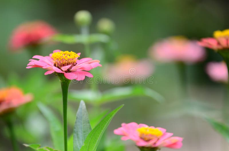 Group of Pink White Flowers Stock Photo - Image of flowergroup, bunch ...