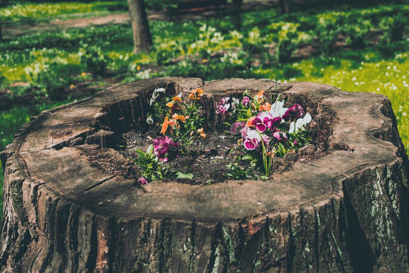 Colorful Flowers Growing on an Old Tree Stump Stock Photo - Image of ...