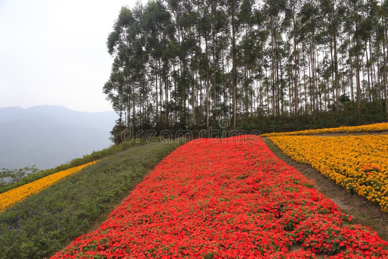 Chrysanthemum on the Hillside Stock Photo - Image of floral, park: 47412632