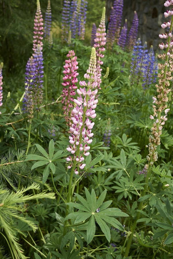 Lupinus Polyphyllus Plants in Bloom Stock Photo - Image of leaves ...