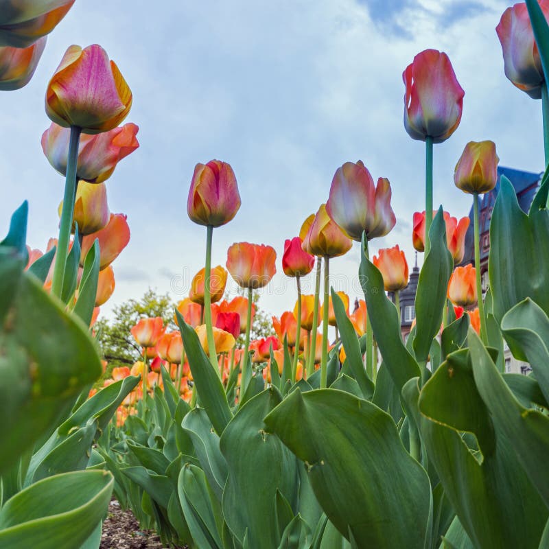 Colorful Flowers at an Open Place Stock Photo - Image of nature ...