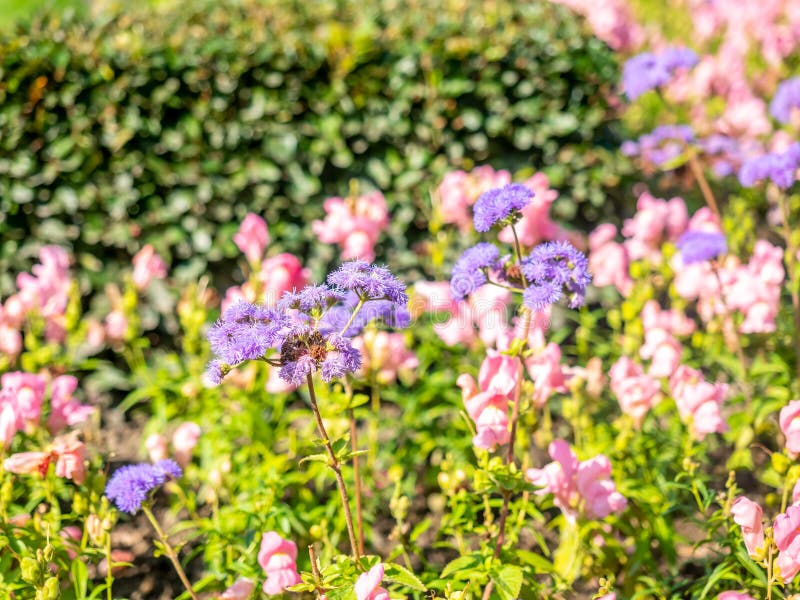 Colorful flowers in park stock photo. Image of leaf - 142073712