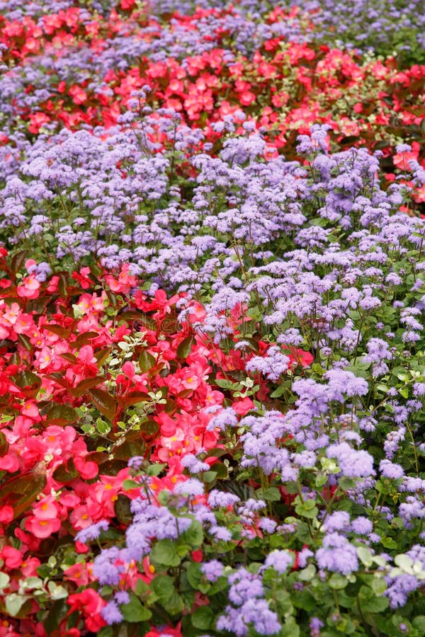 Colorful flowers picture stock photo. Image of natural - 108939460