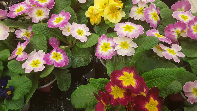 Colorful flowers Primula stock photo. Image of nature - 86088094