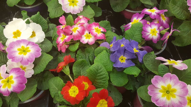 Colorful flowers Primula stock image. Image of petals - 86373155