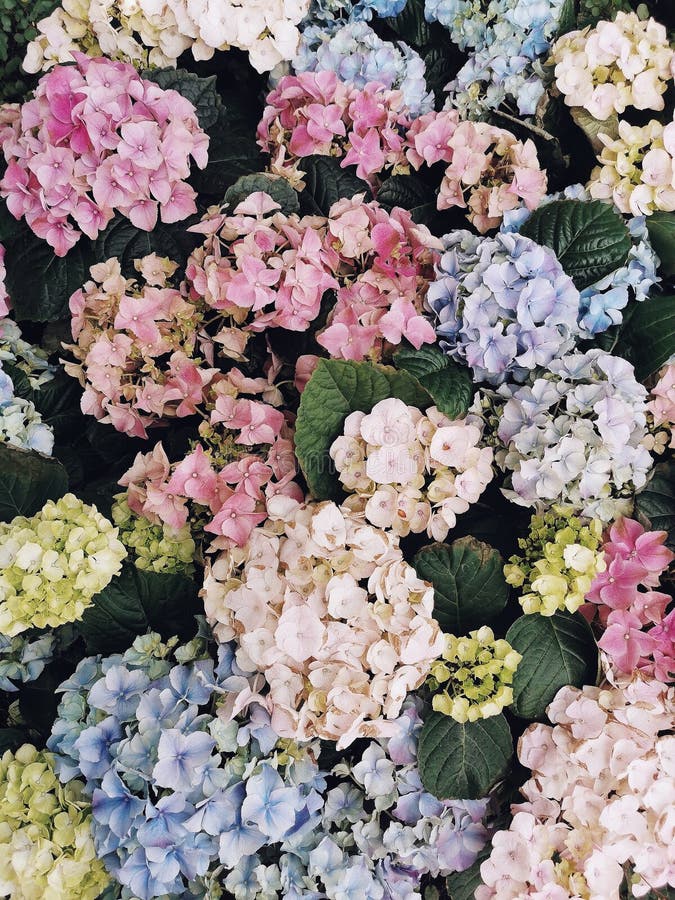 Colorful flowers stock photo. Image of pink, vsco, flowers - 175968404