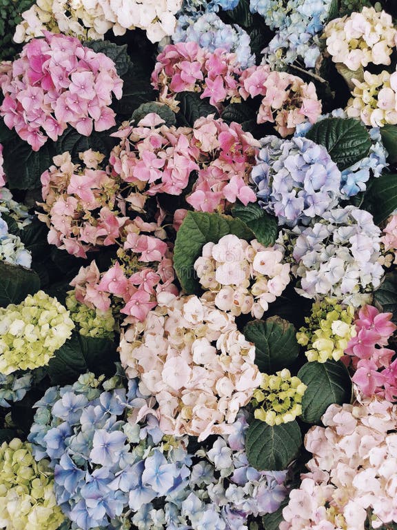 Colorful flowers stock photo. Image of pink, vsco, flowers - 175968404