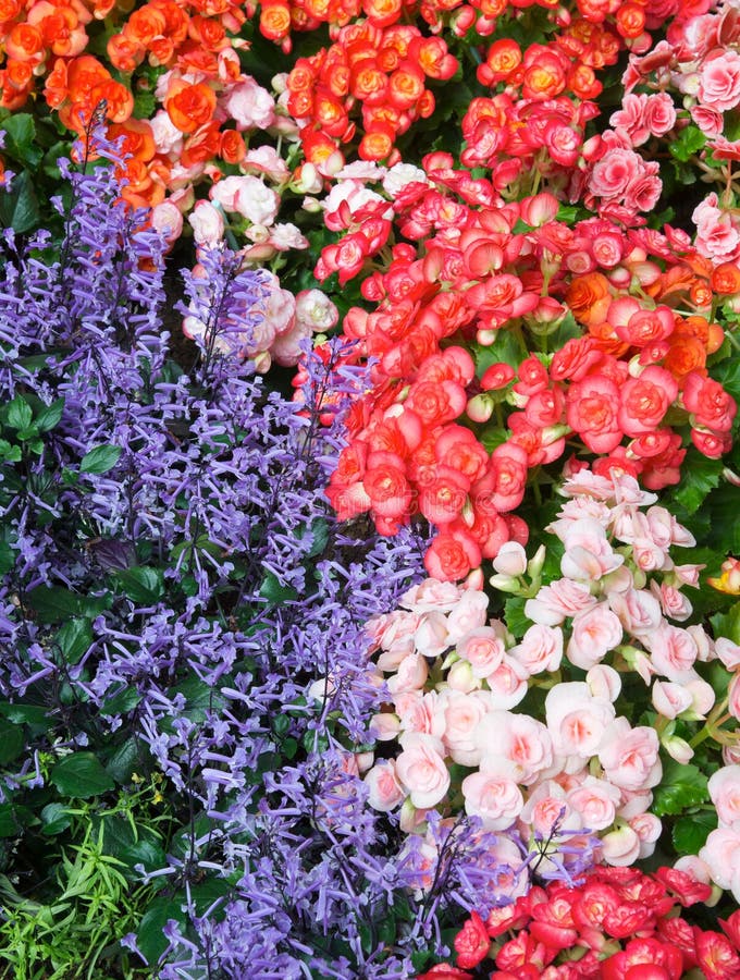 Colorful flowers row. stock photo. Image of lawn, landscape - 84417092