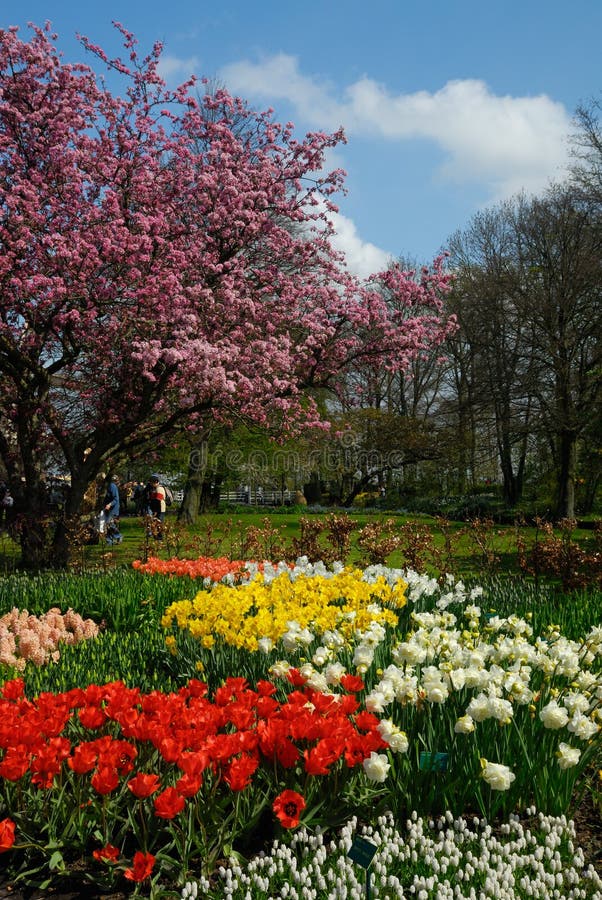 Colorful flowers in spring stock image. Image of life - 5109985